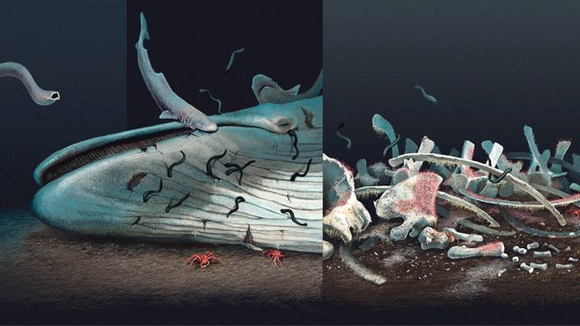 Do Inquilinismo à Metabiose - Conheça 3 organismos que atuam como ...